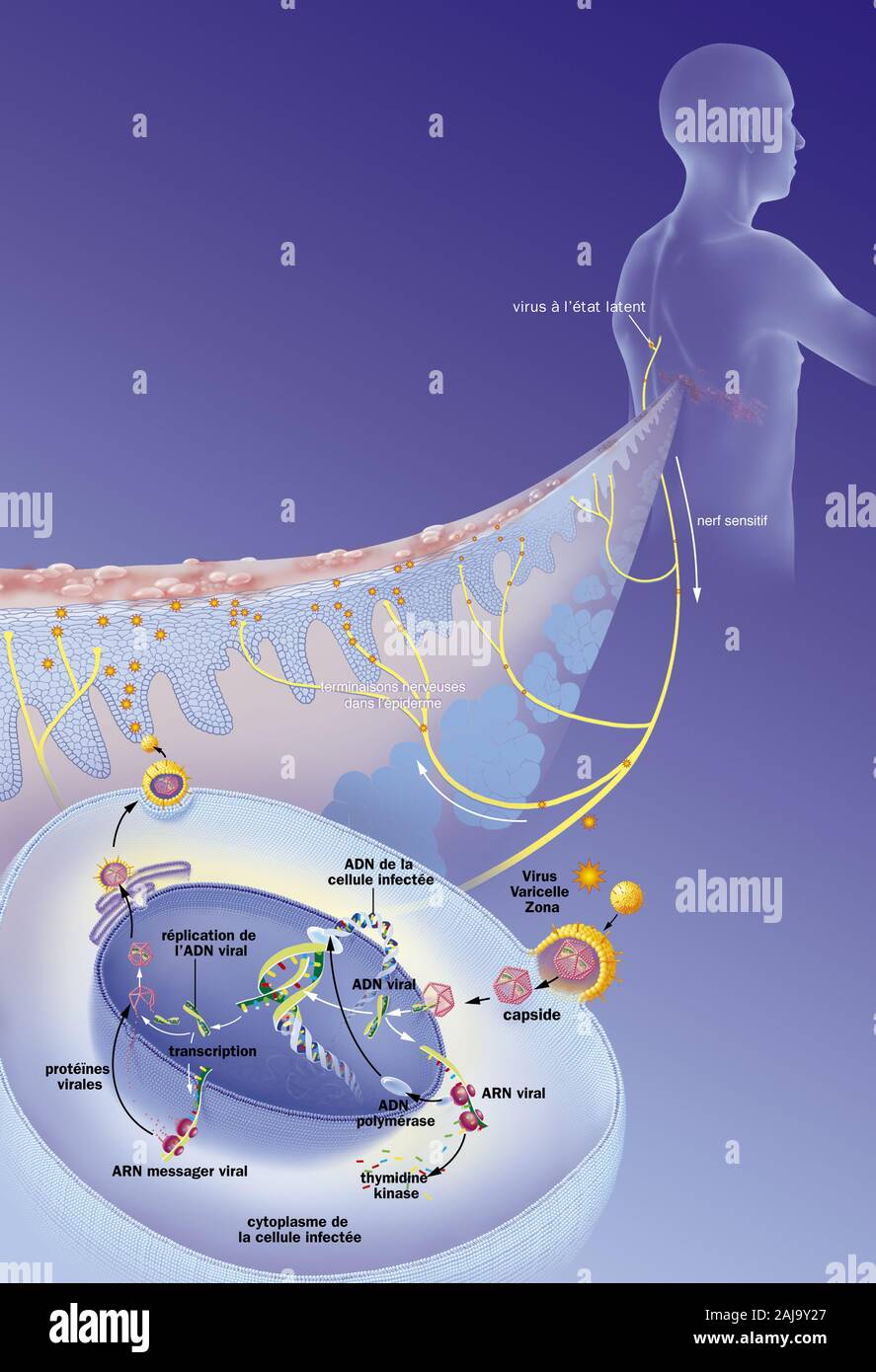 Sensory nerve conveying VZV, skin cutting, viral replication ...