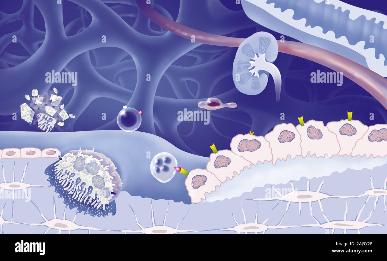 Cancellous bone, reproductive cycle of osteoblasts and osteoblasts ...