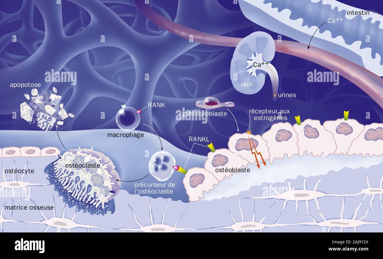 Trabeculae hi-res stock photography and images - Alamy