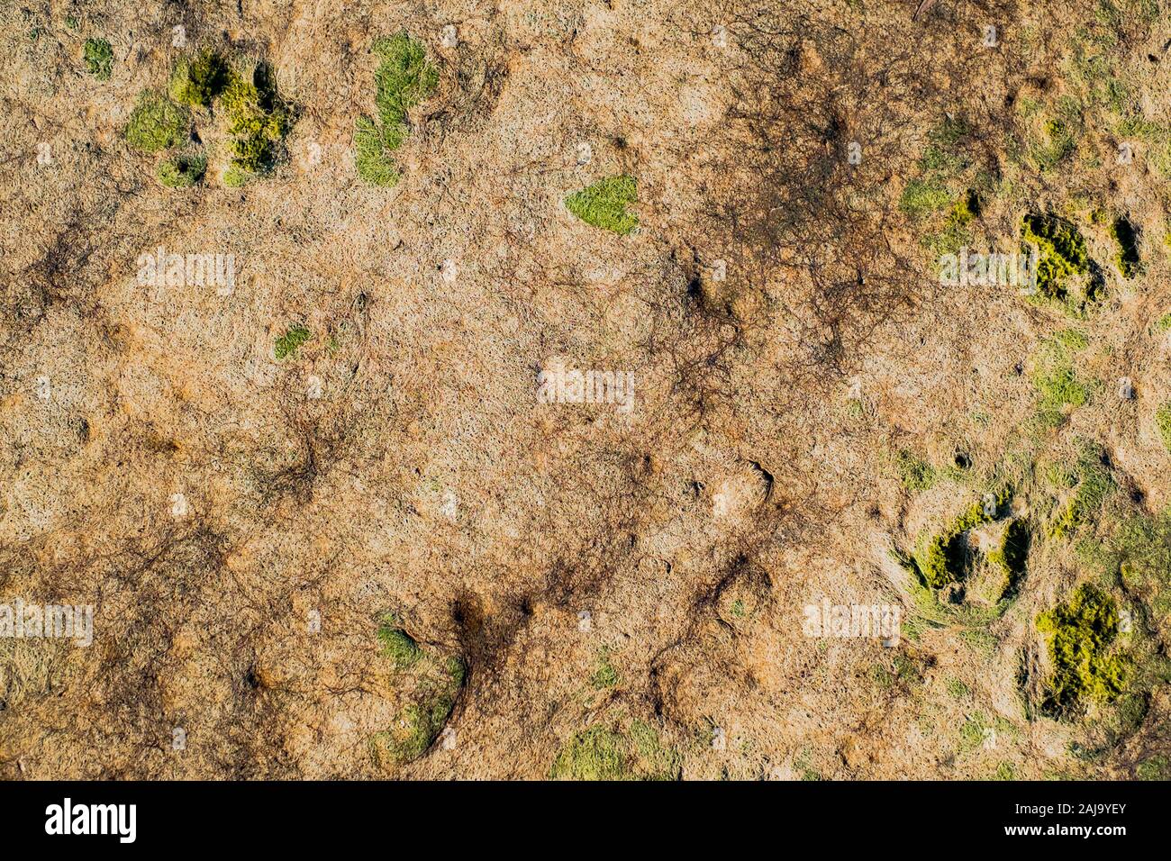 Dried algae on the sand beach Stock Photo - Alamy