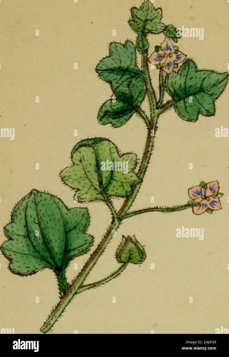 Popular field botany; containing a familiar and technical description ...