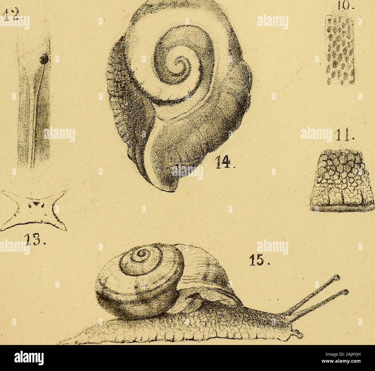 Ferein hi-res stock photography and images - Alamy