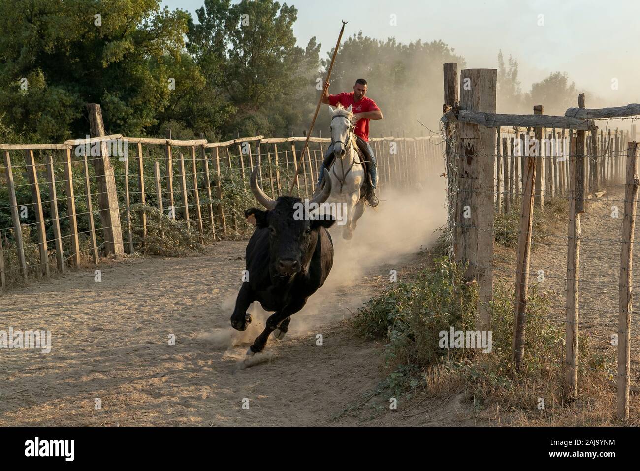 A rider guides a bull through a corral Stock Photo - Alamy