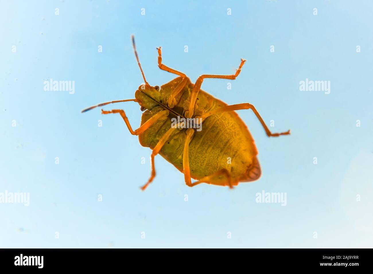 Orange shield bug on a window pane glass Stock Photo - Alamy