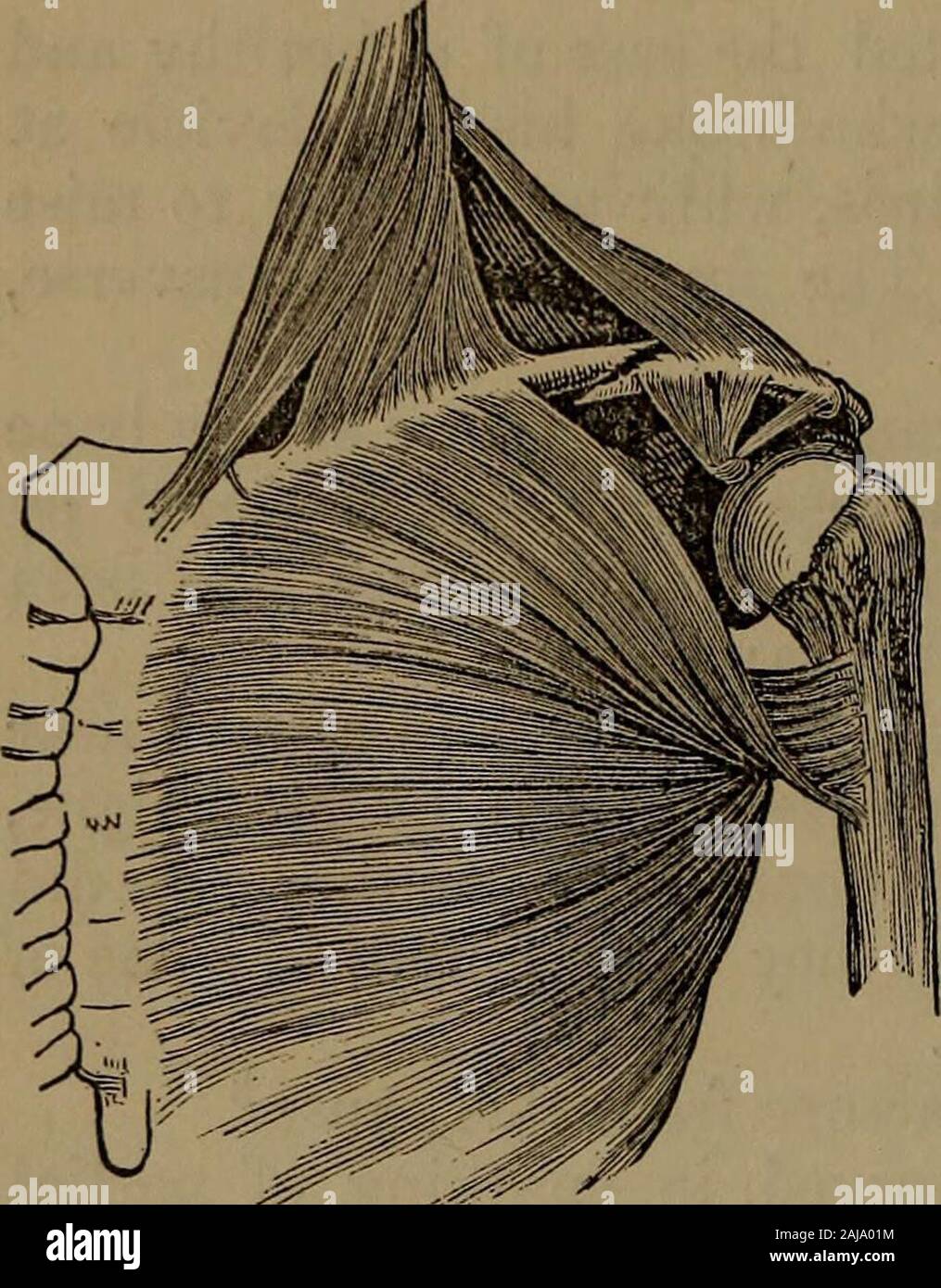 Sternum fracture hi-res stock photography and images - Alamy
