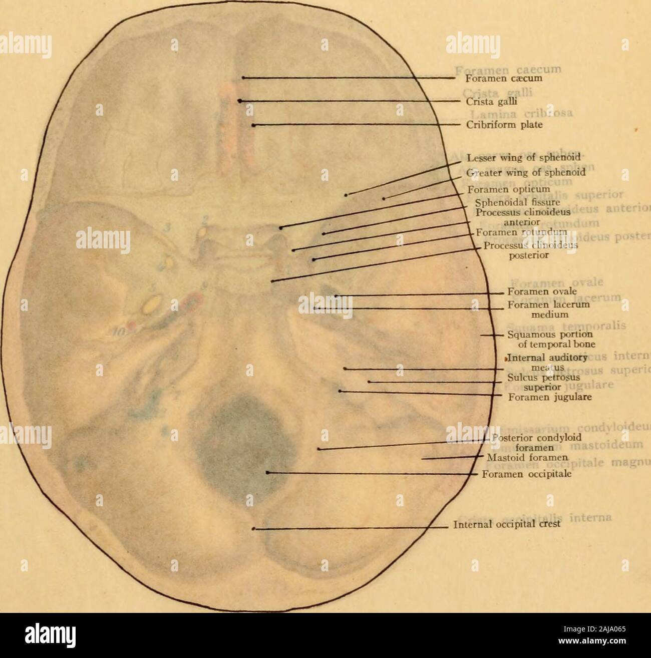 Cranial Cavity Cranial Cavity And Brain Brain