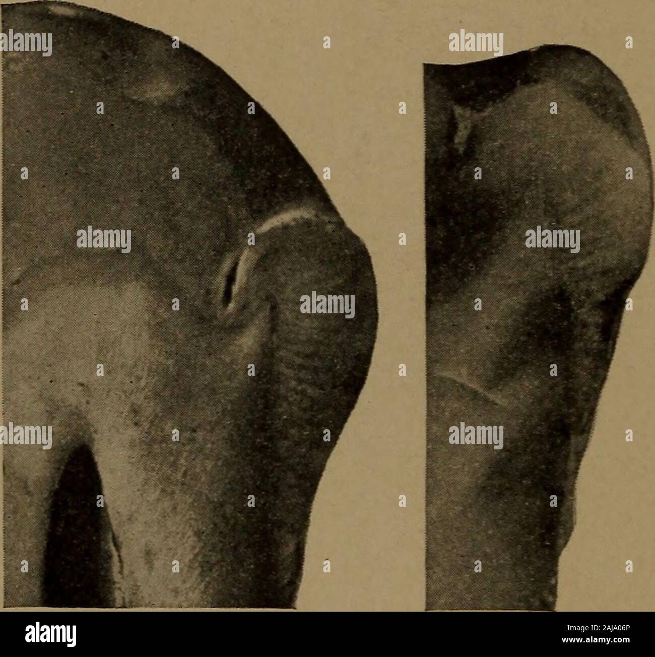 A text-book of dental histology and embryology, including laboratory ...