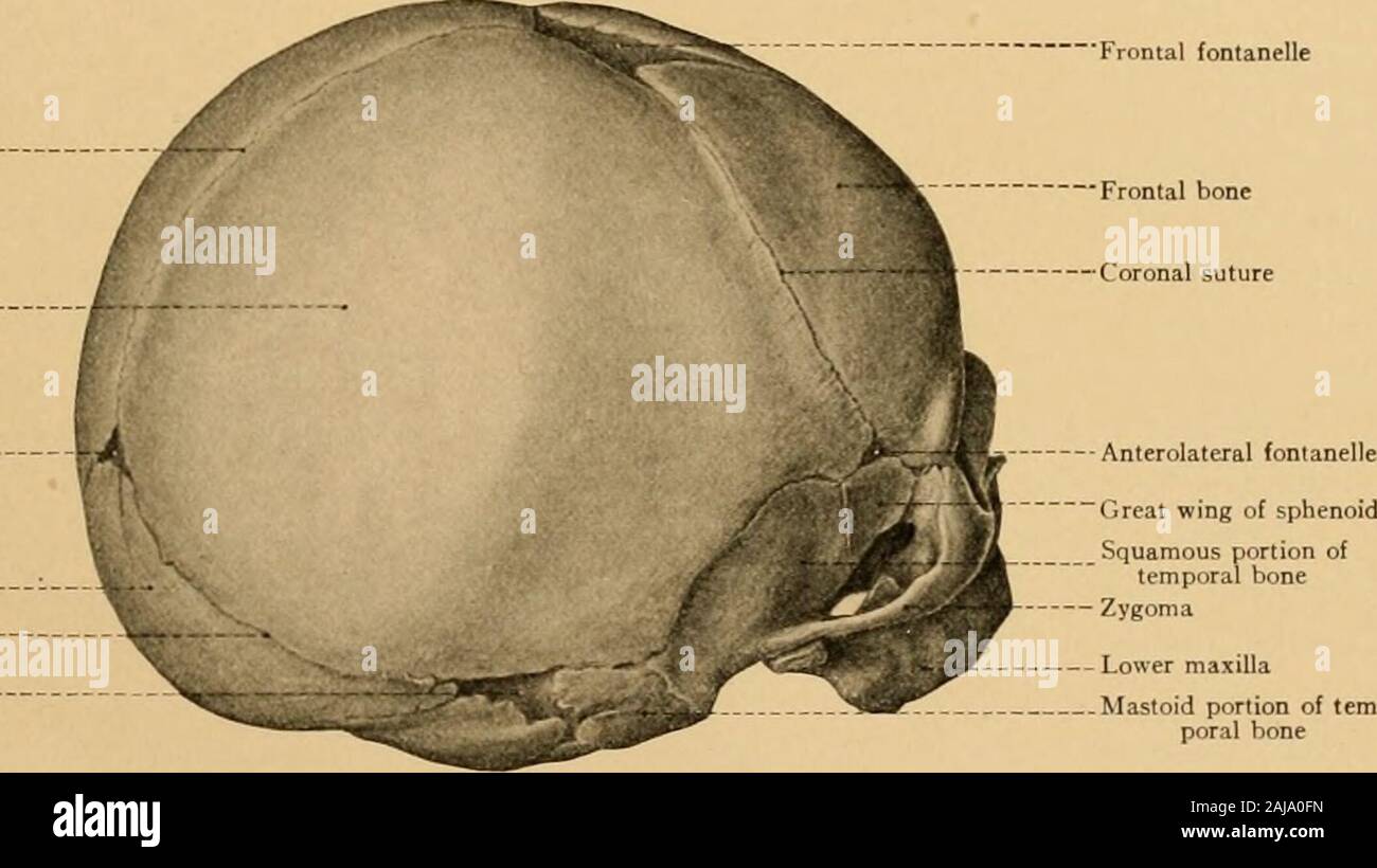 Atlas and text-book of topographic and applied anatomy . the single ...