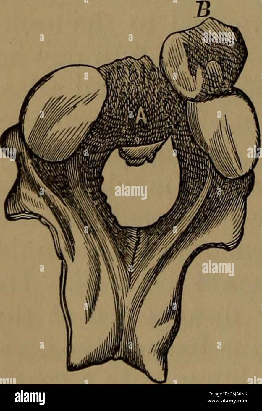 Odontoid process hi-res stock photography and images - Alamy