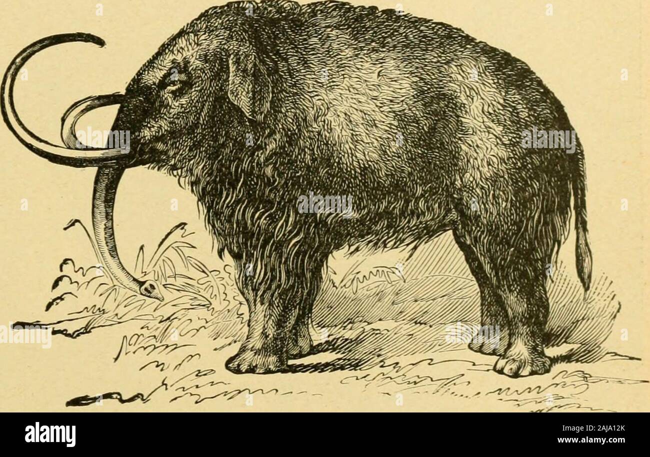 Extinctanimals hi-res stock photography and images - Alamy