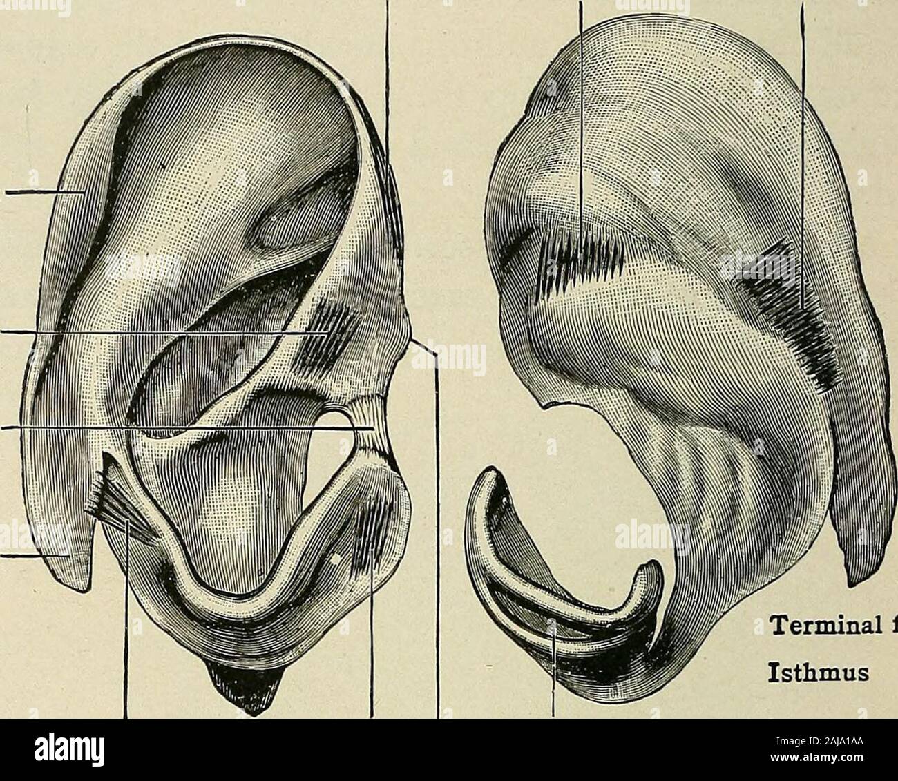 Auricular anterior hi-res stock photography and images - Alamy