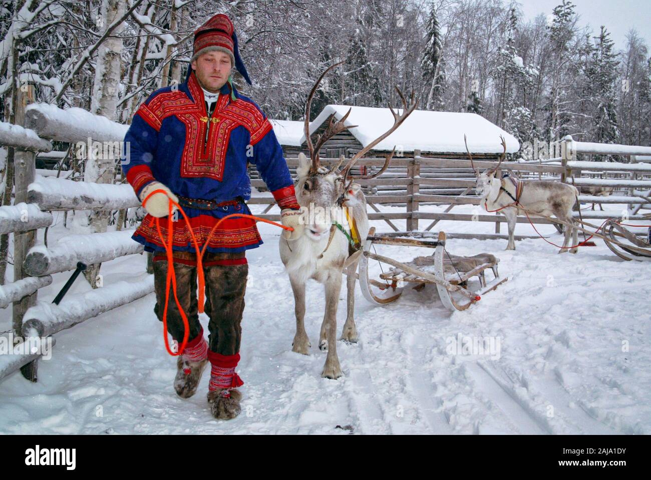 Man in traditional Sami costume, with reindeer and sled, Rovaniemi ...