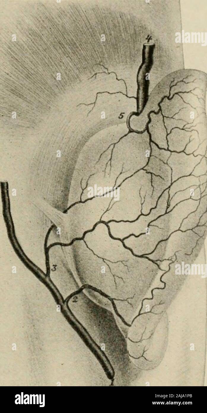 Plastic surgery; its principles and practice . ace of a normal left ...
