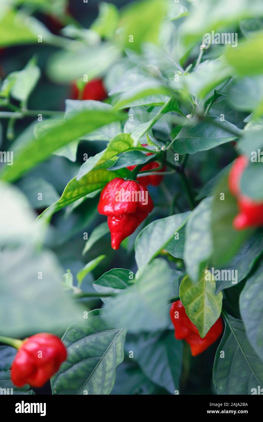 Scorpion moruga hi-res stock photography and images - Alamy