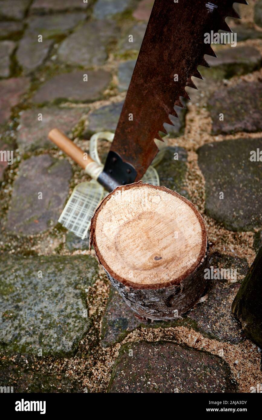wedding game tree trunk saw Stock Photo - Alamy