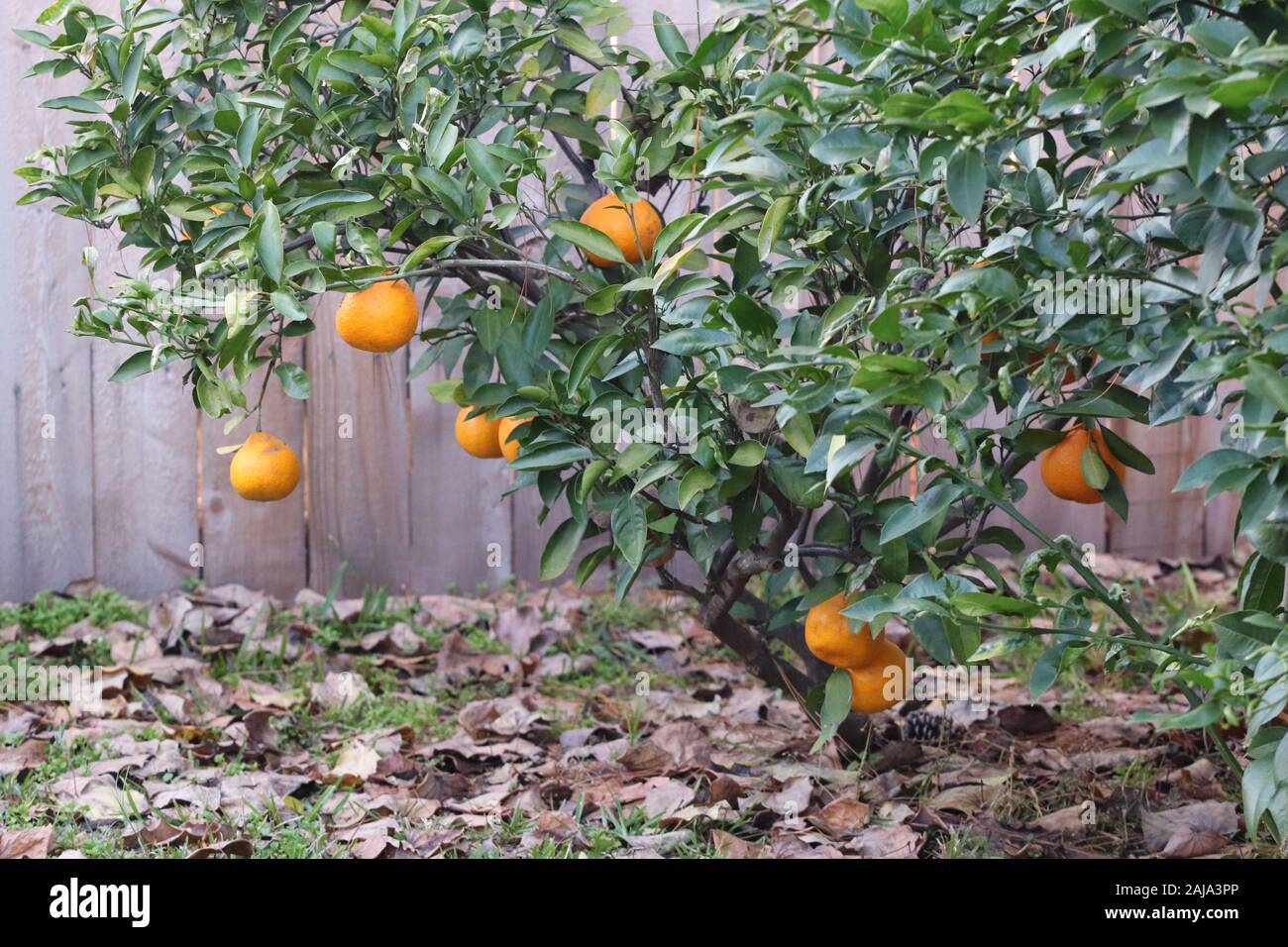 Satsuma tree hi-res stock photography and images - Alamy