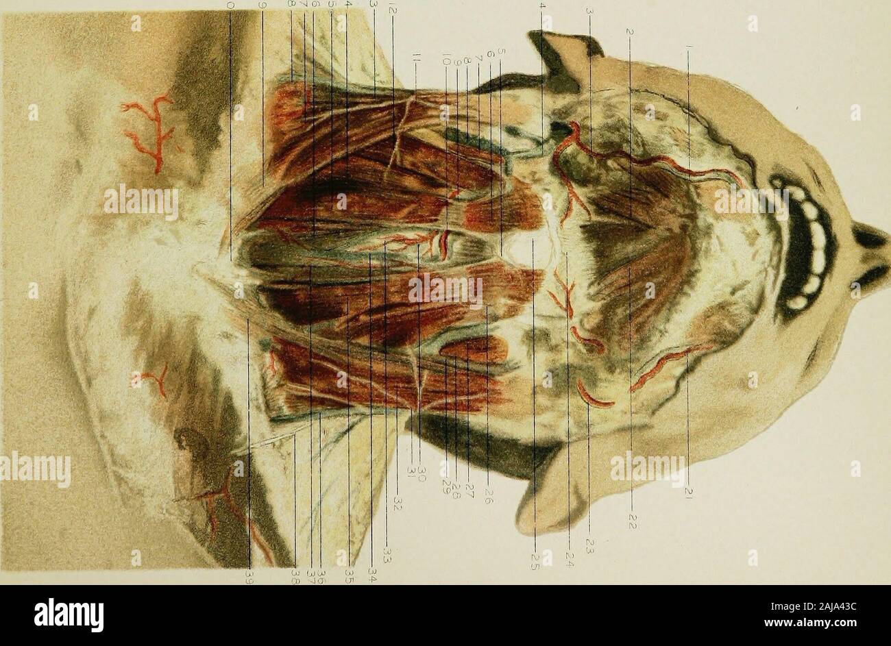 Regional anatomy in its relation to medicine and surgery . THE REGION ...