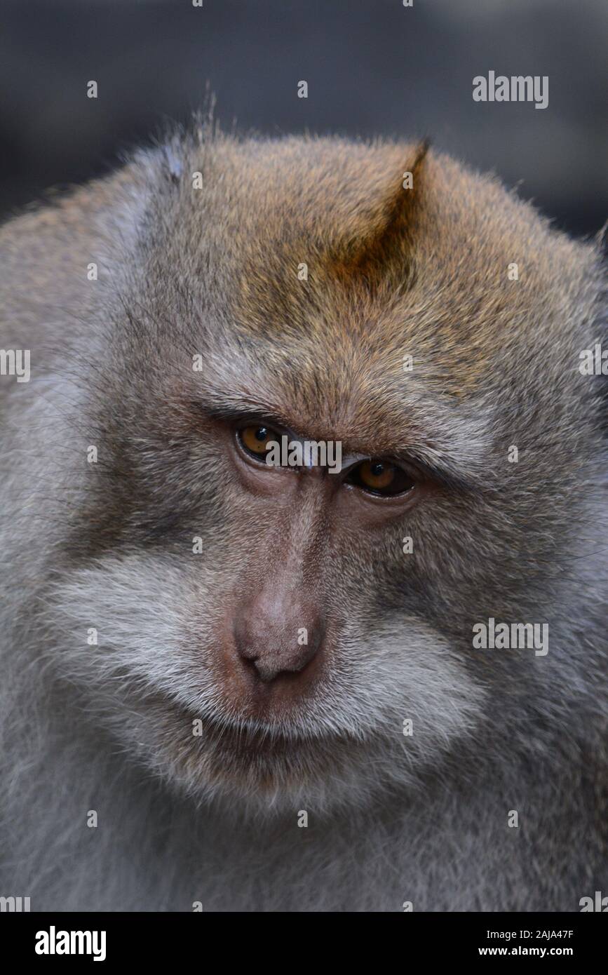 Wise Old Monkey in Bali Stock Photo - Alamy