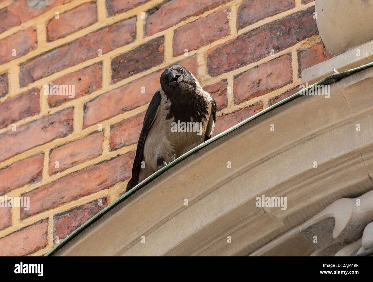 Danish crow hi-res stock photography and images - Alamy