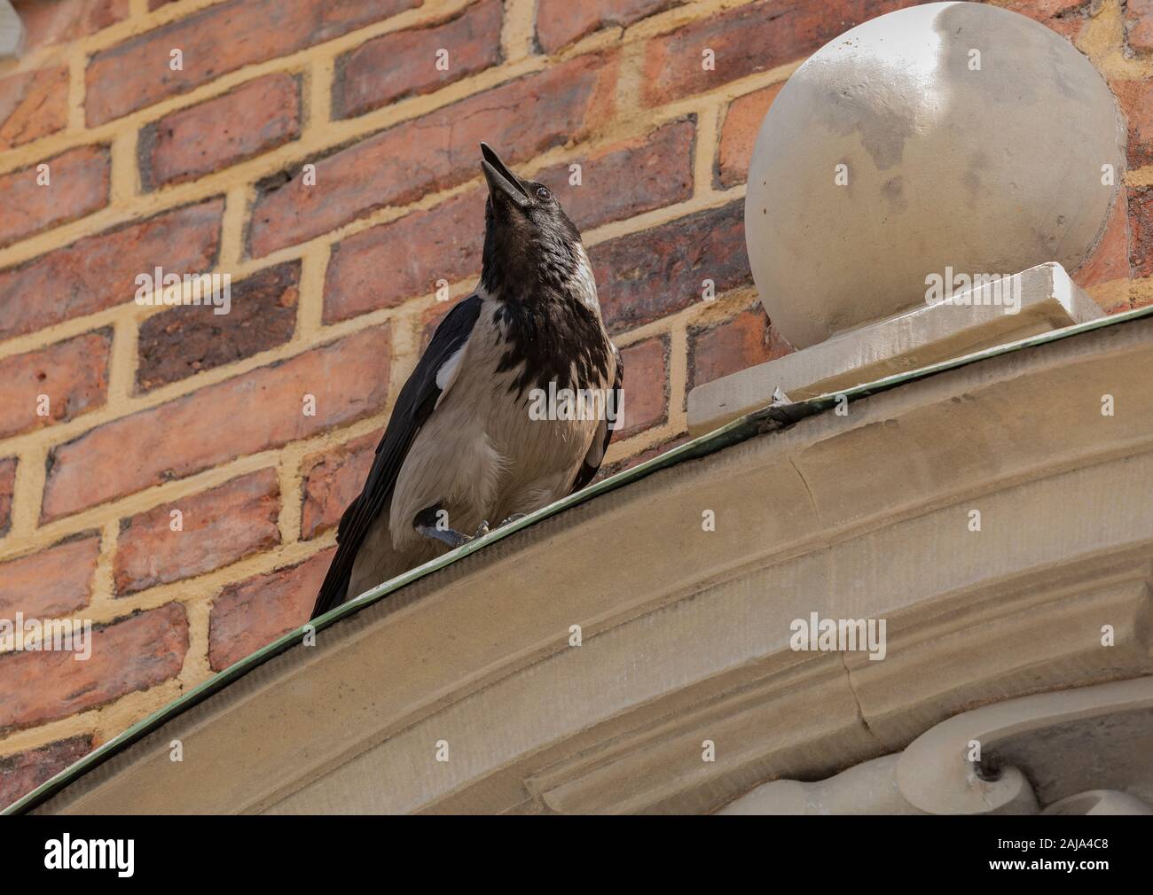 Hooded crow, Corvus cornix perched on building near nest-site ...