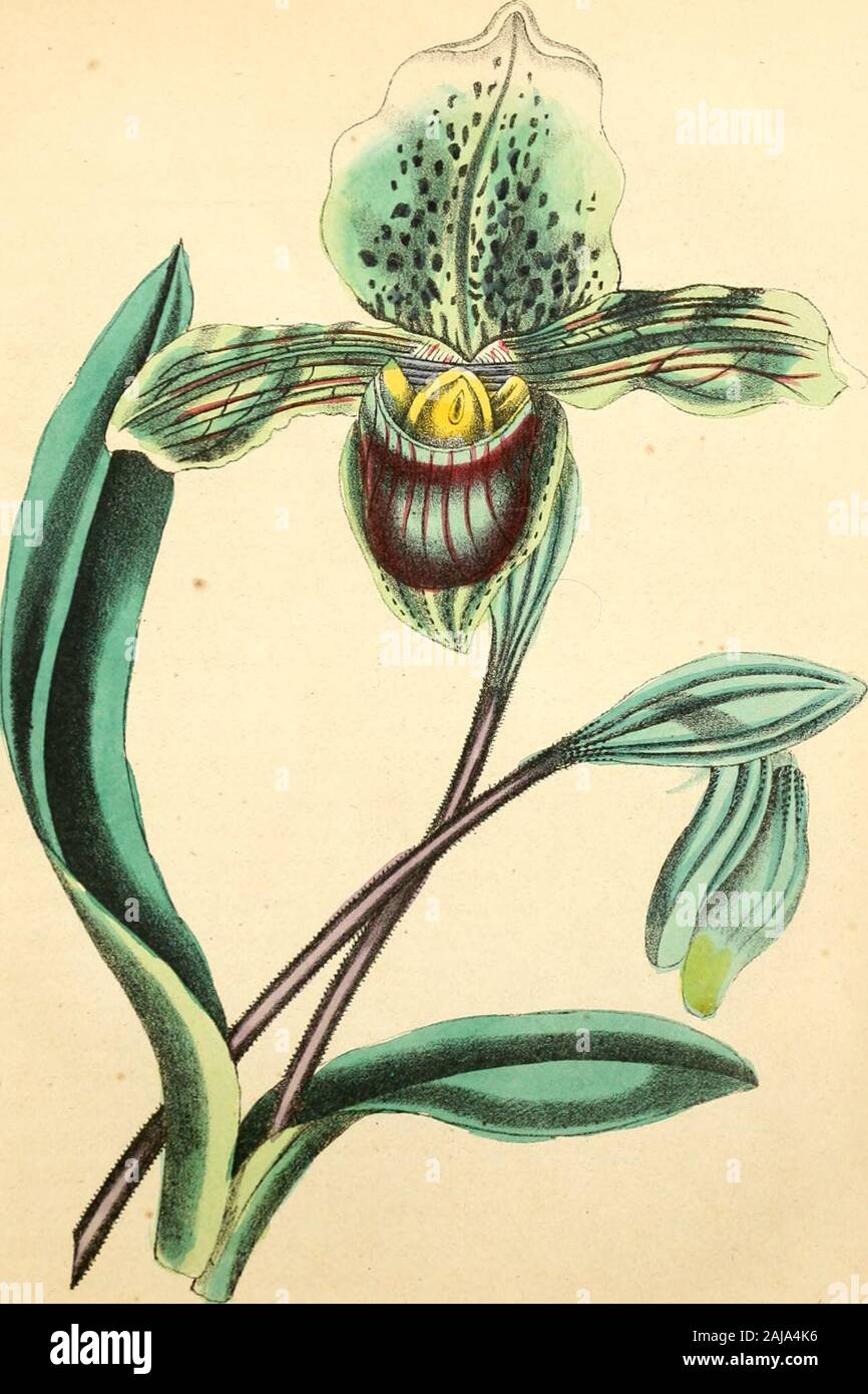 Distichous hi-res stock photography and images - Alamy