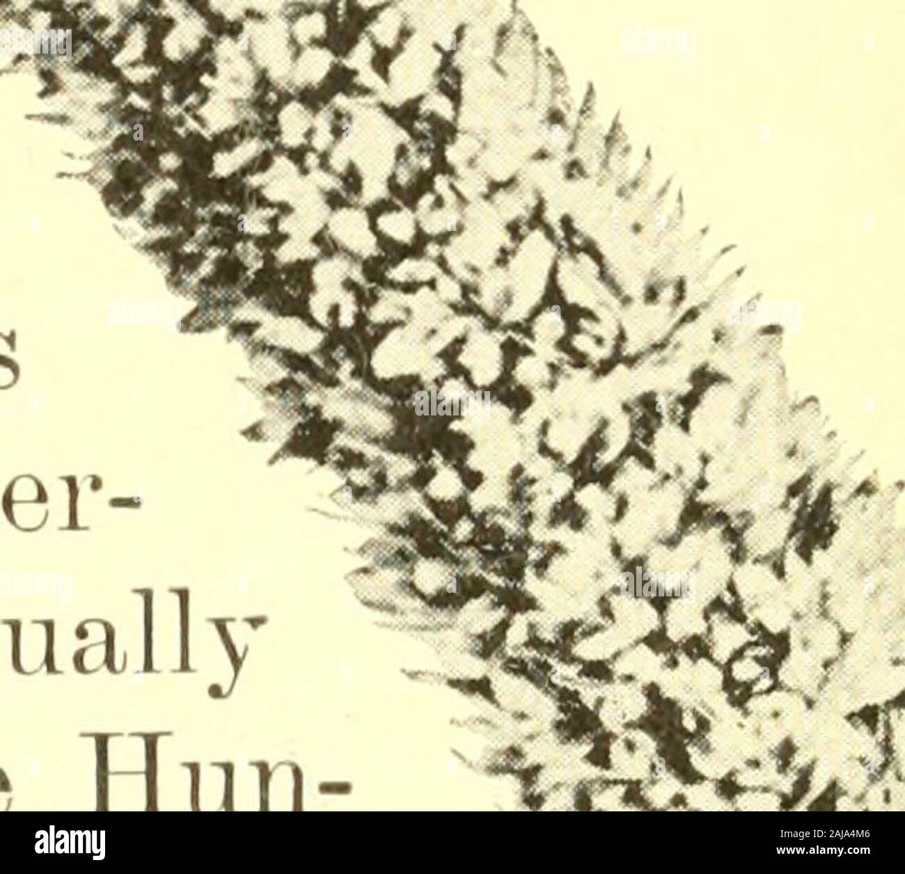 Little millet crop hi-res stock photography and images - Alamy