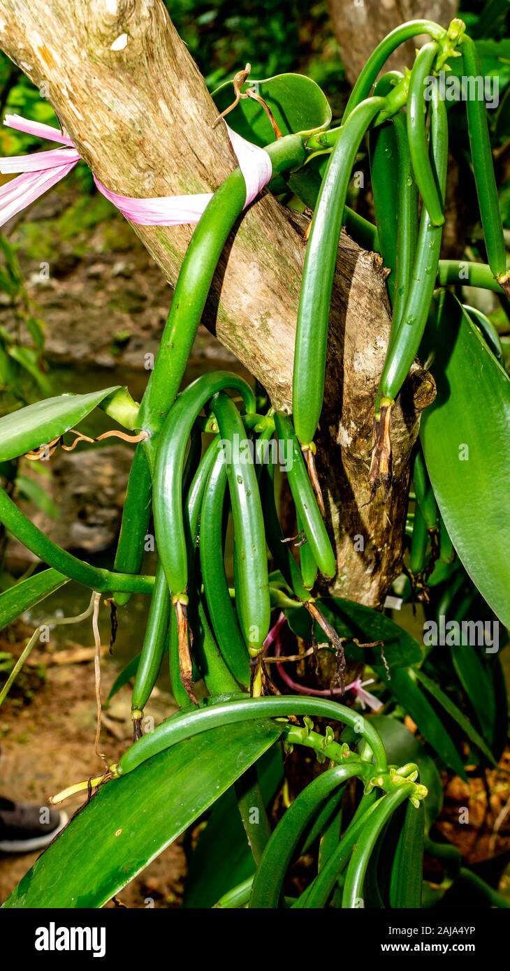 Raw green vanilla bean in the farm Stock Photo - Alamy