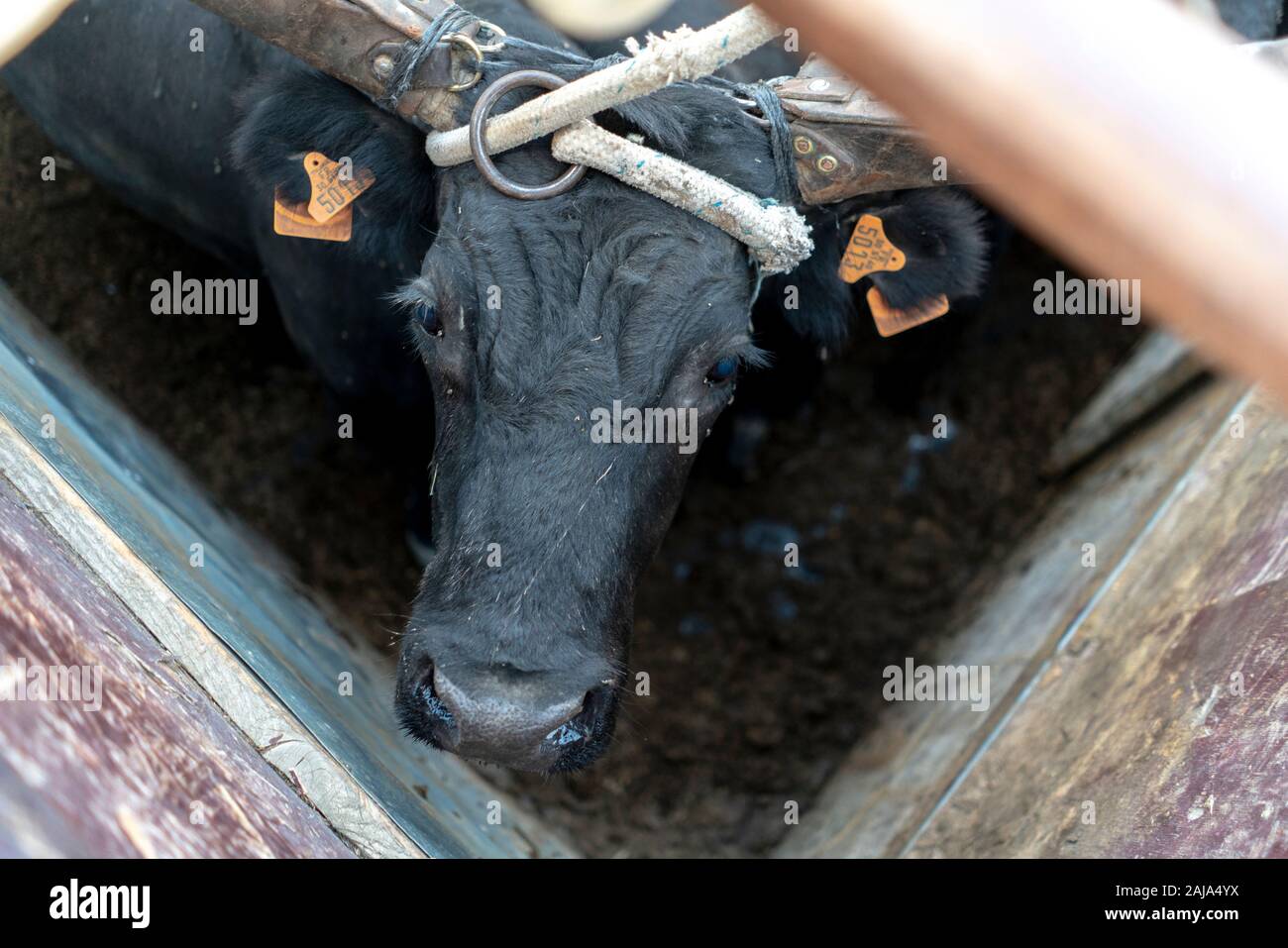 Capturing a wild bull Stock Photo - Alamy