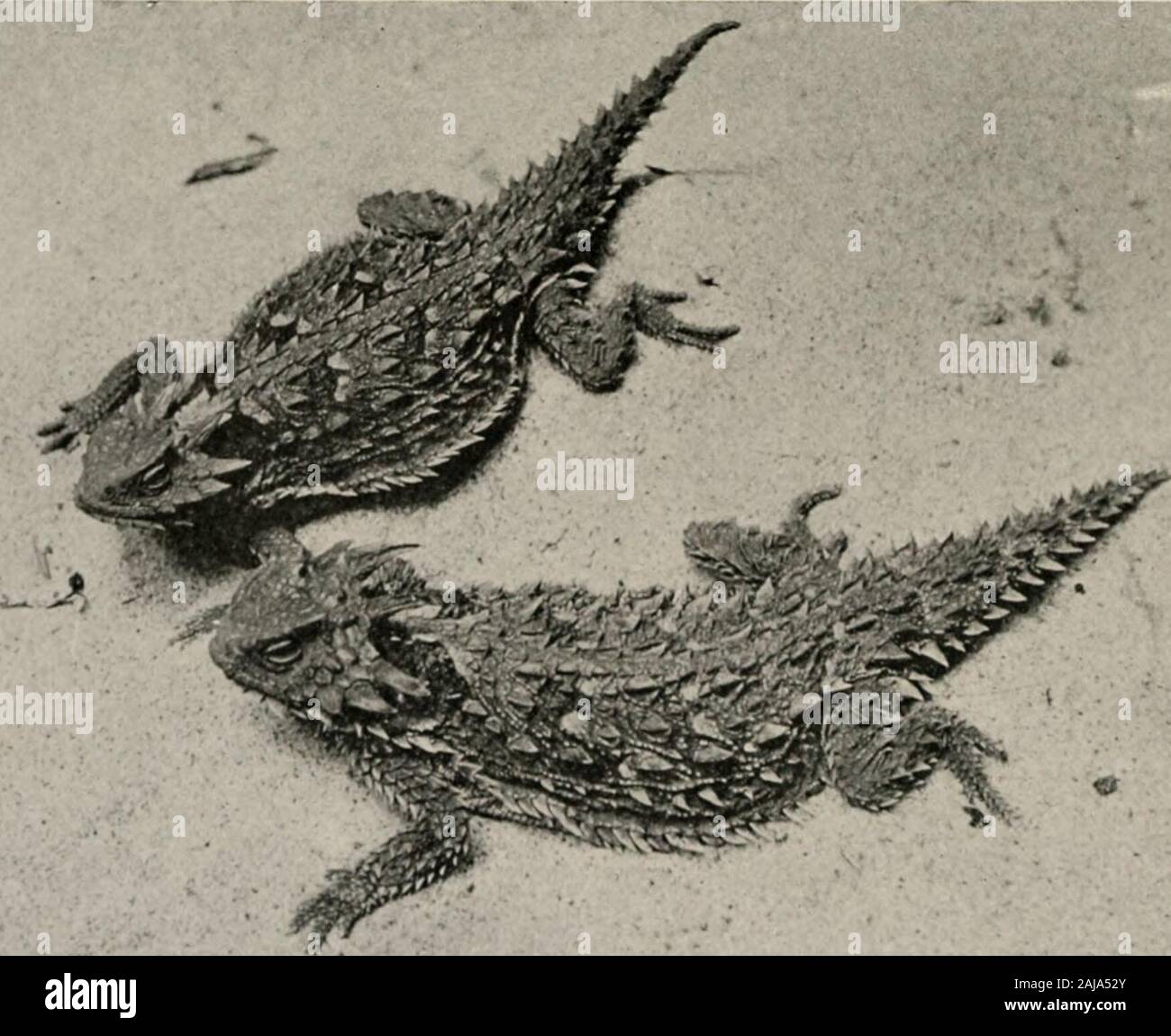 Occipital horns hi-res stock photography and images - Alamy