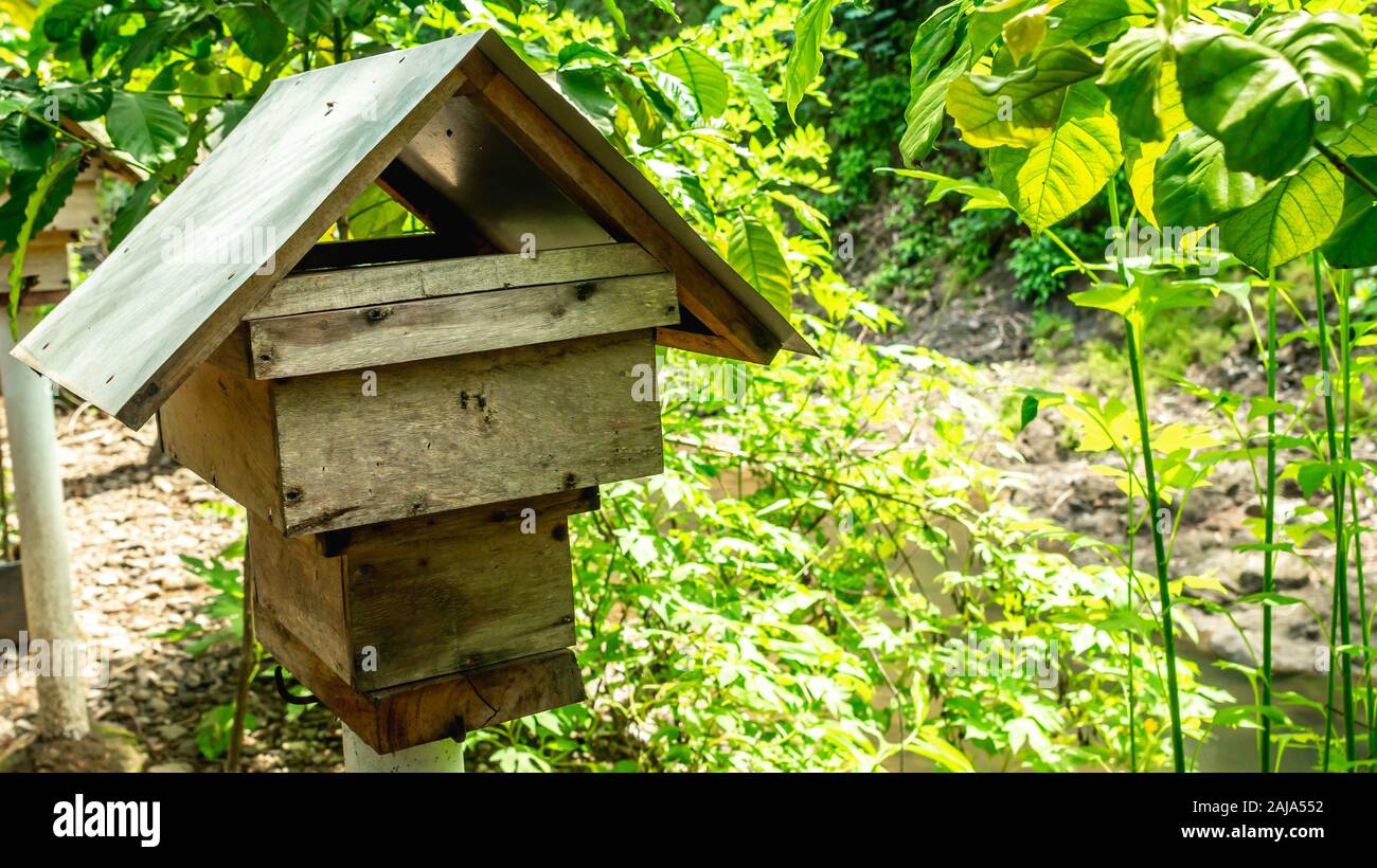 Artificial wooden hive box stingless bee / Trigona sp in the coffee ...