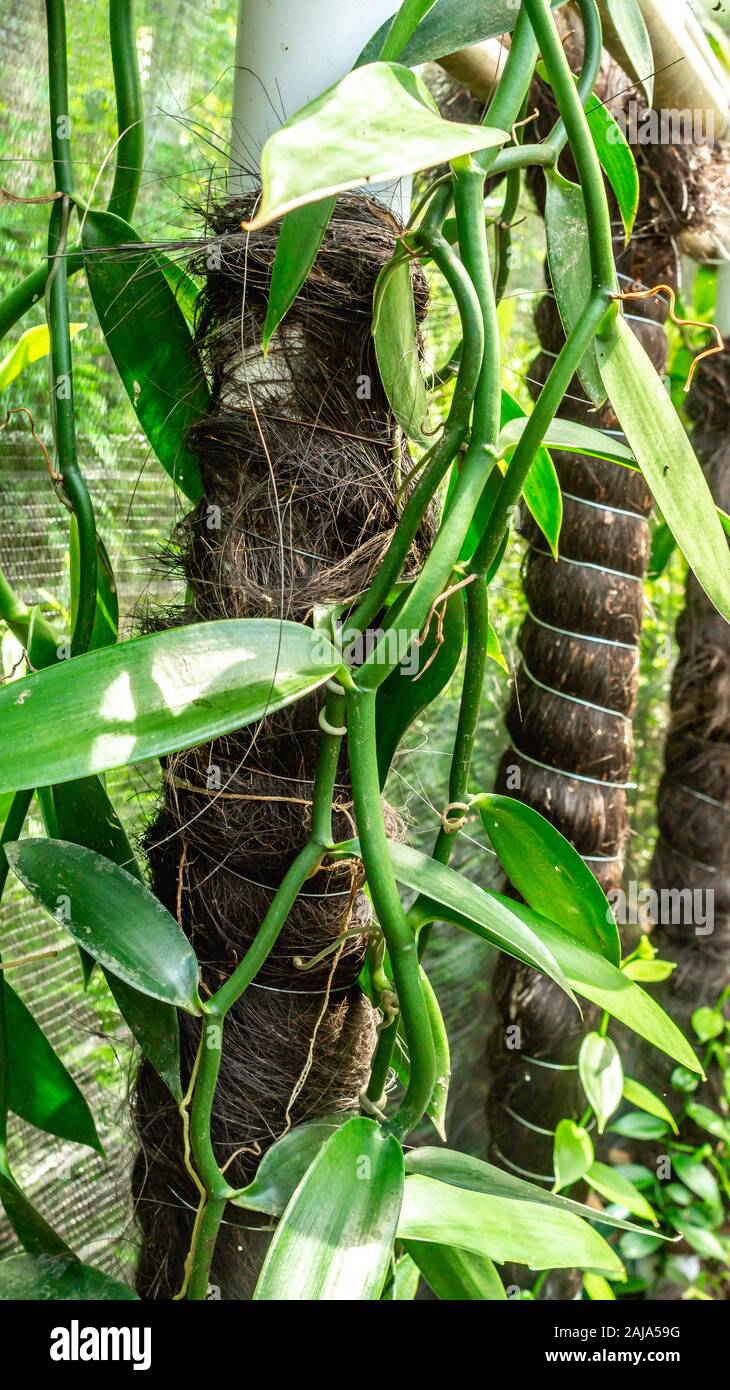 vanilla plant climbing on the tree Stock Photo - Alamy