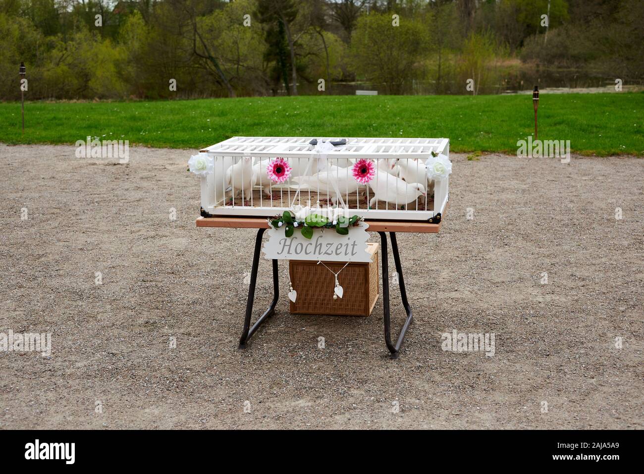 wedding doves bring fly and bring peace Stock Photo - Alamy