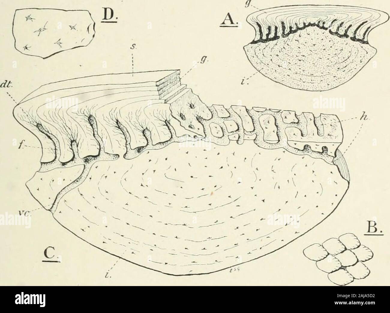 Gulars hi-res stock photography and images - Alamy