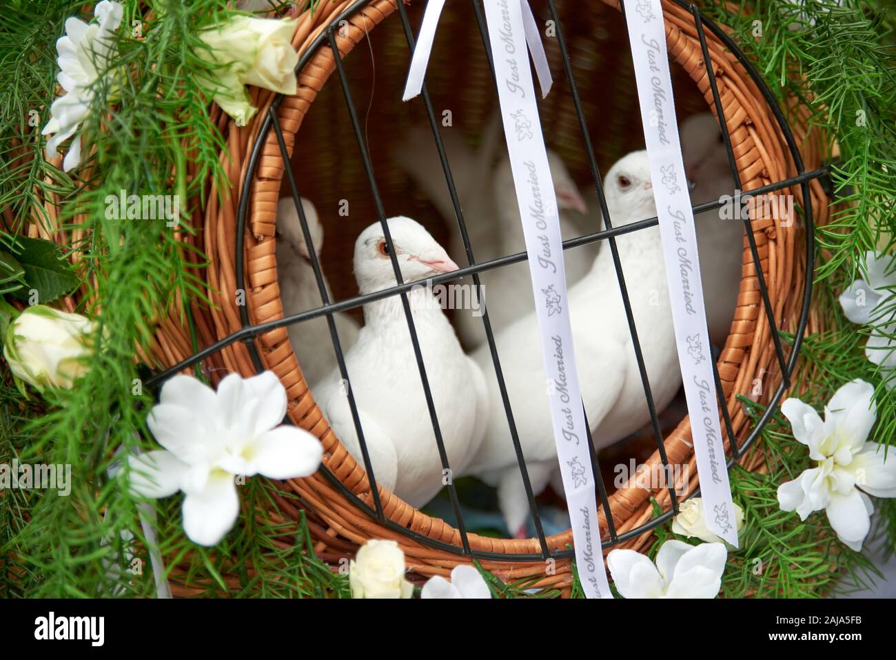 wedding doves bring fly and bring peace Stock Photo - Alamy