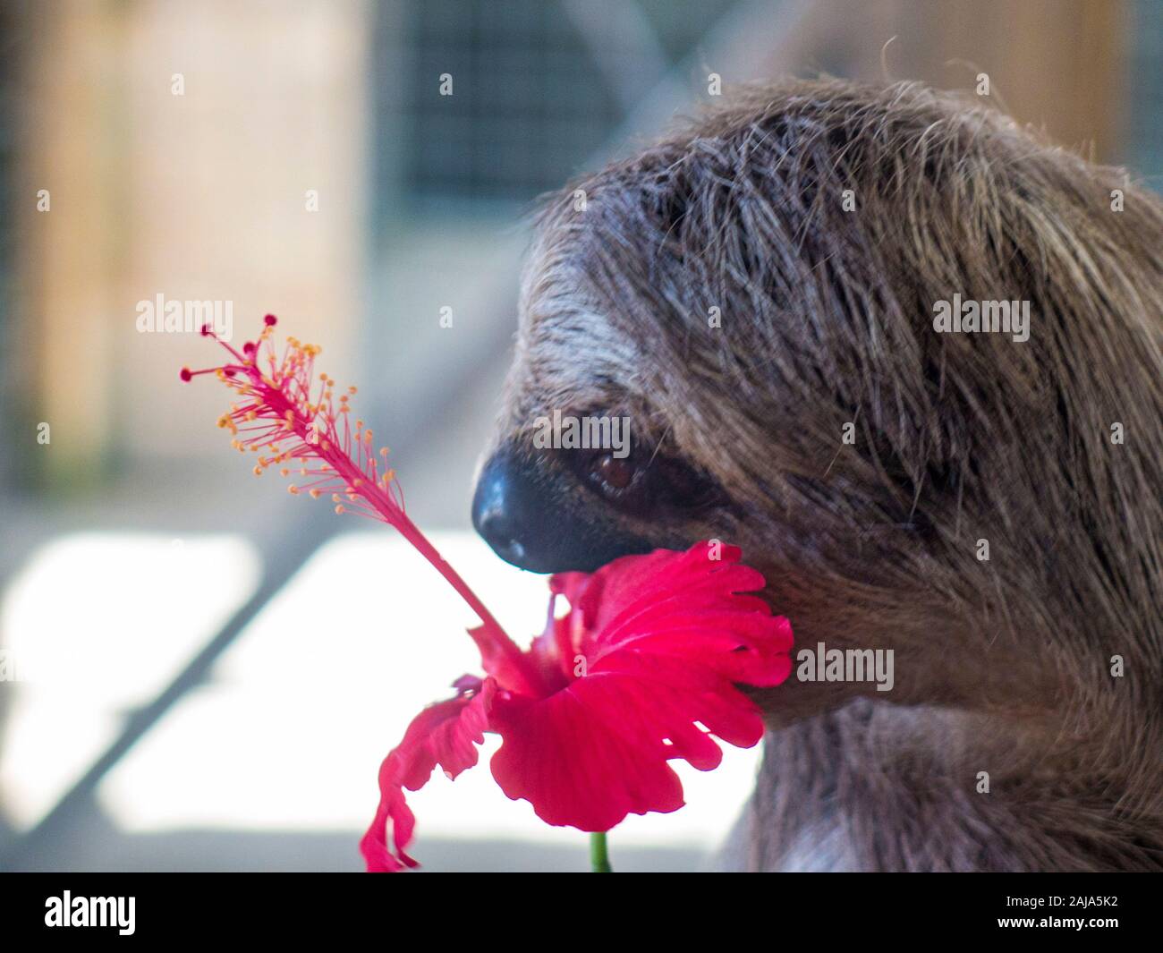 Sloth eating flower hi-res stock photography and images - Alamy