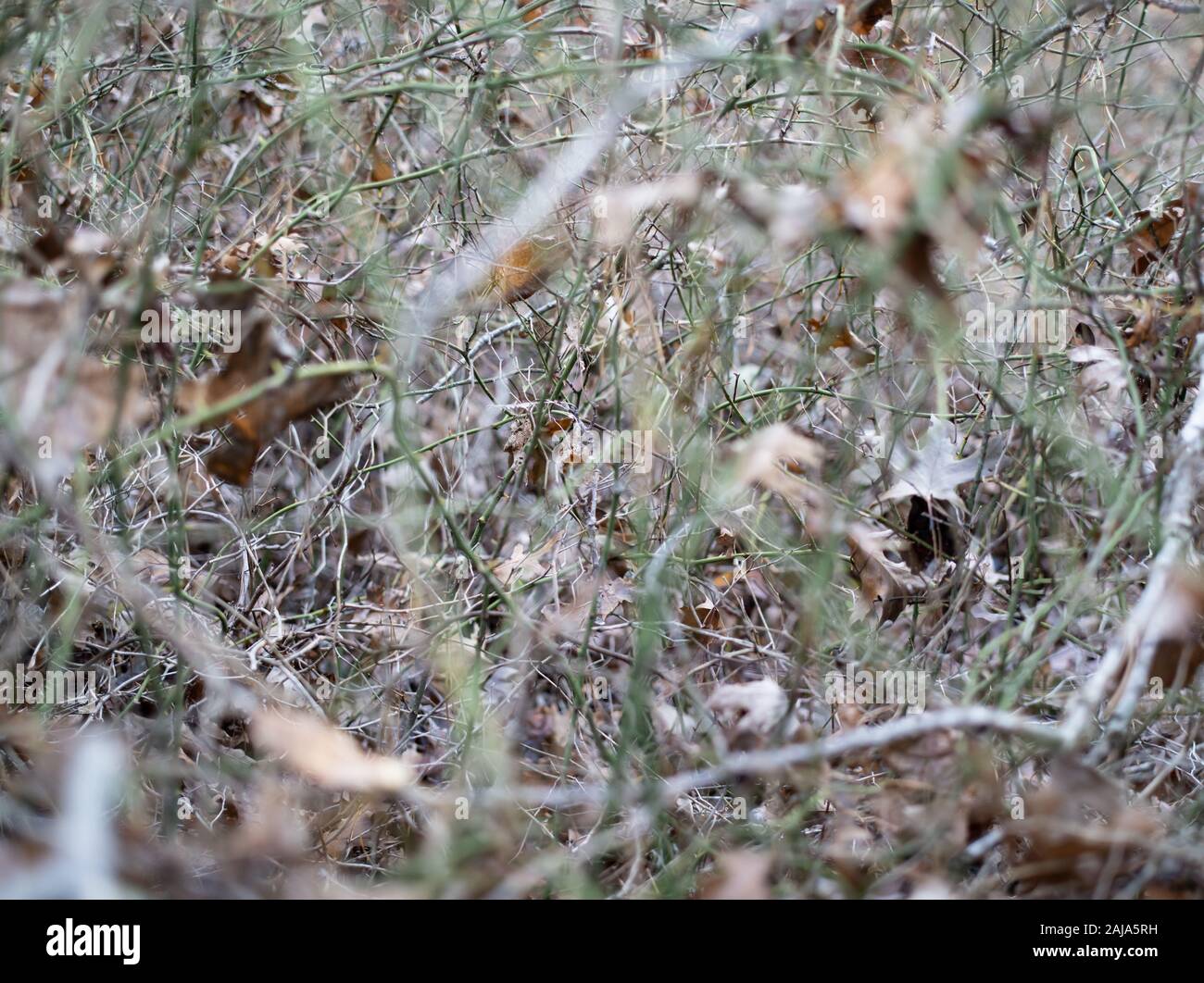 Tangle of brambles hi-res stock photography and images - Alamy