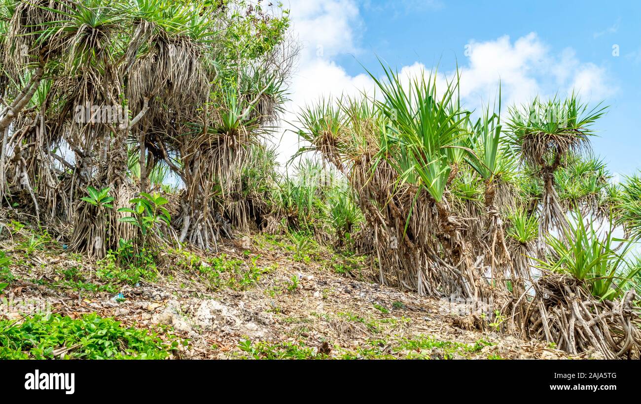 Pandanus pandanus sp hi-res stock photography and images - Alamy