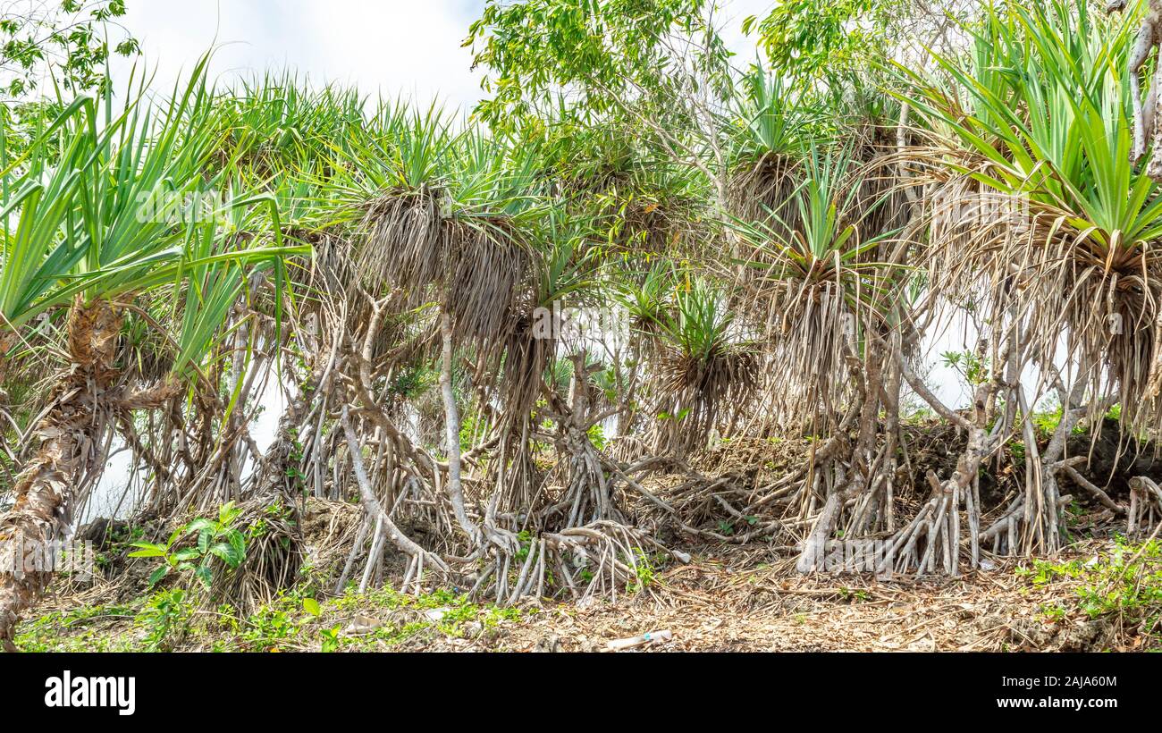 Pandanus sp. grow on the rocky cliff at Kukup Beach, Gunung Kidul ...