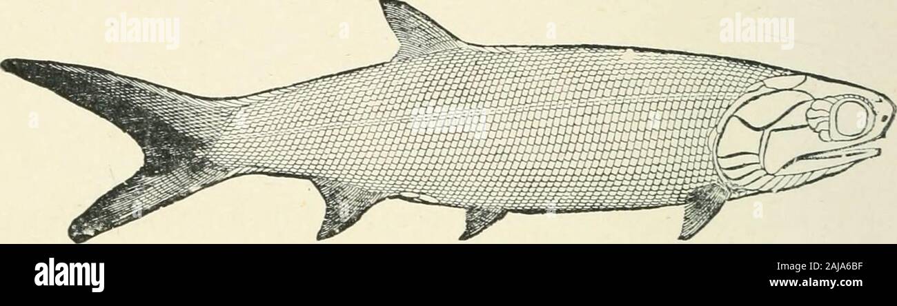 A treatise on zoology . rosteoii the trunk is almost scaleless. The ...