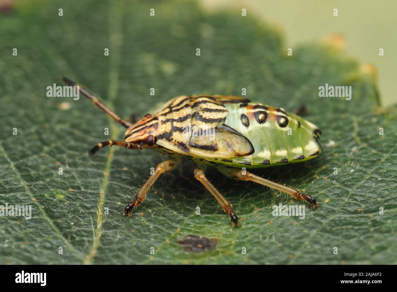 Parent Bug final instar nymph (Elasmucha grisea) sitting on birch leaf ...