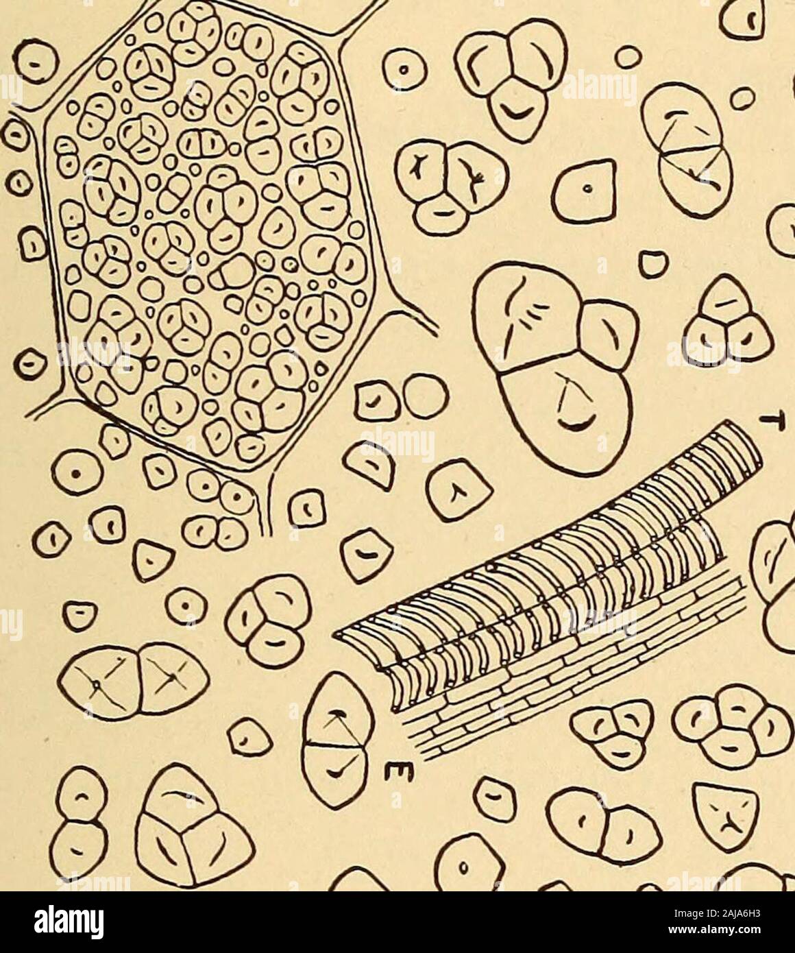 Obconical hi-res stock photography and images - Alamy