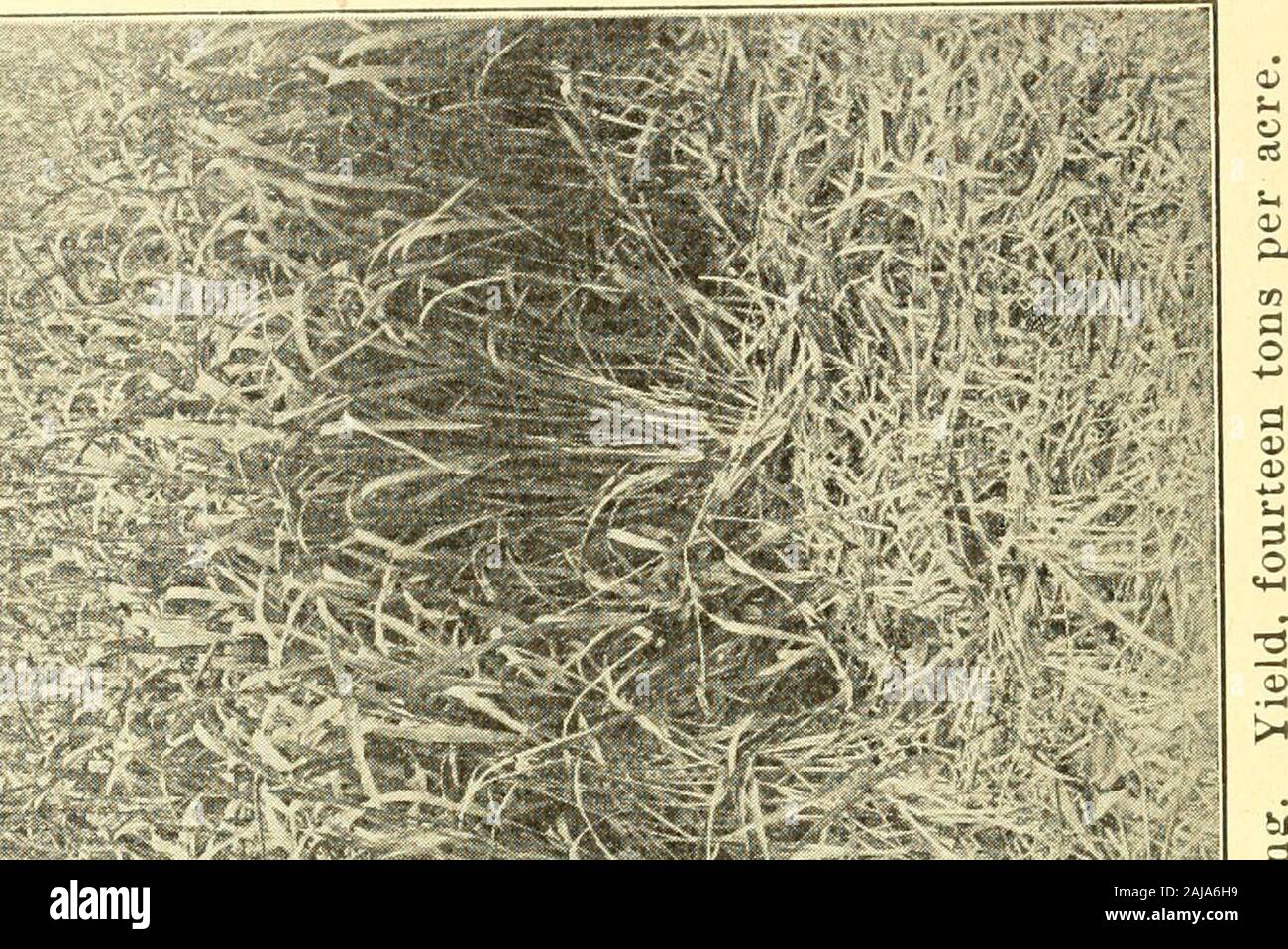 Forage crops for soiling, silage, hay and pasture Stock Photo - Alamy