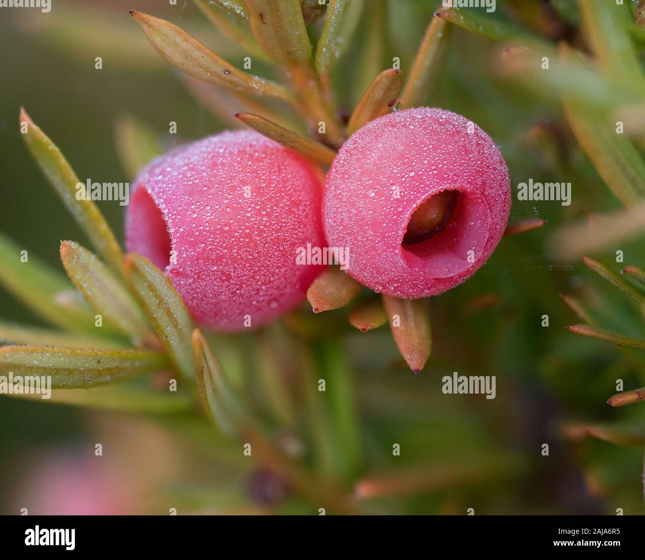 Yew berries with a light covering of frost hi-res stock photography and ...