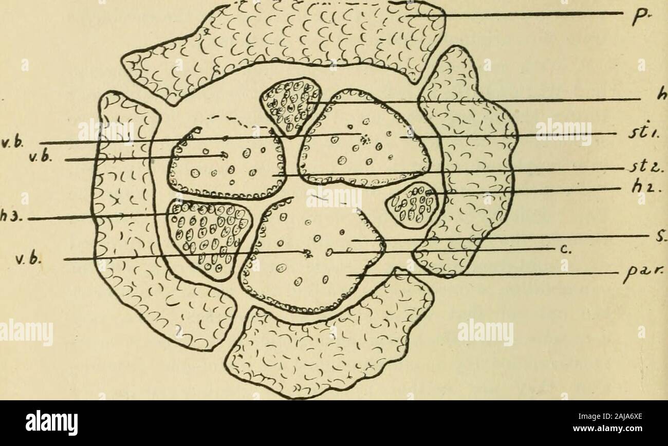 Elongated structures hi-res stock photography and images - Alamy