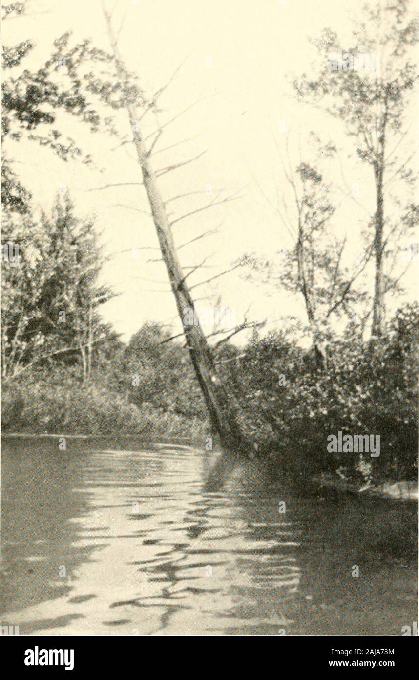 Dazzlingbeauty hi-res stock photography and images - Alamy