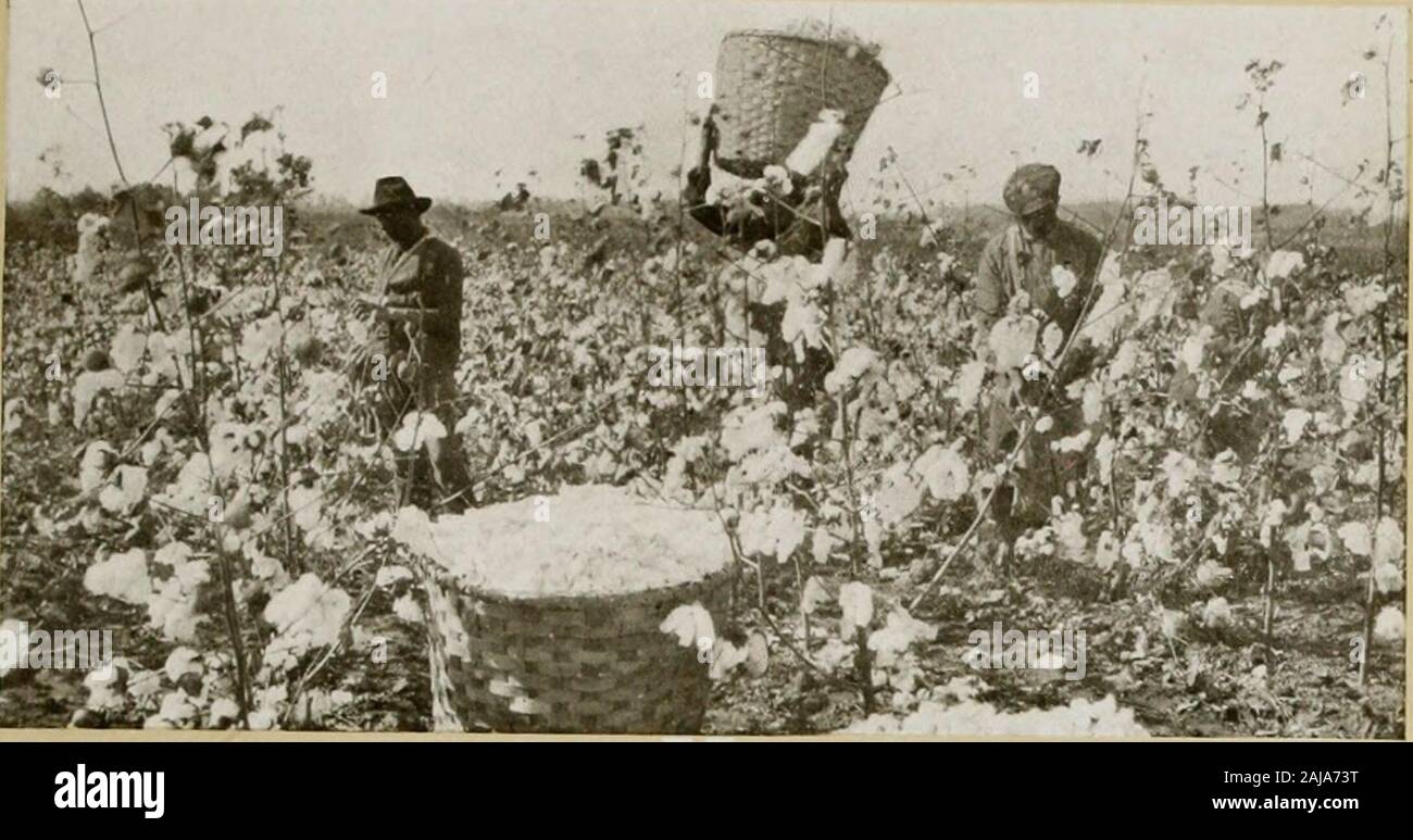 Harvest scenes of the world . Harvesting Rice in Texas Threshing Rice ...
