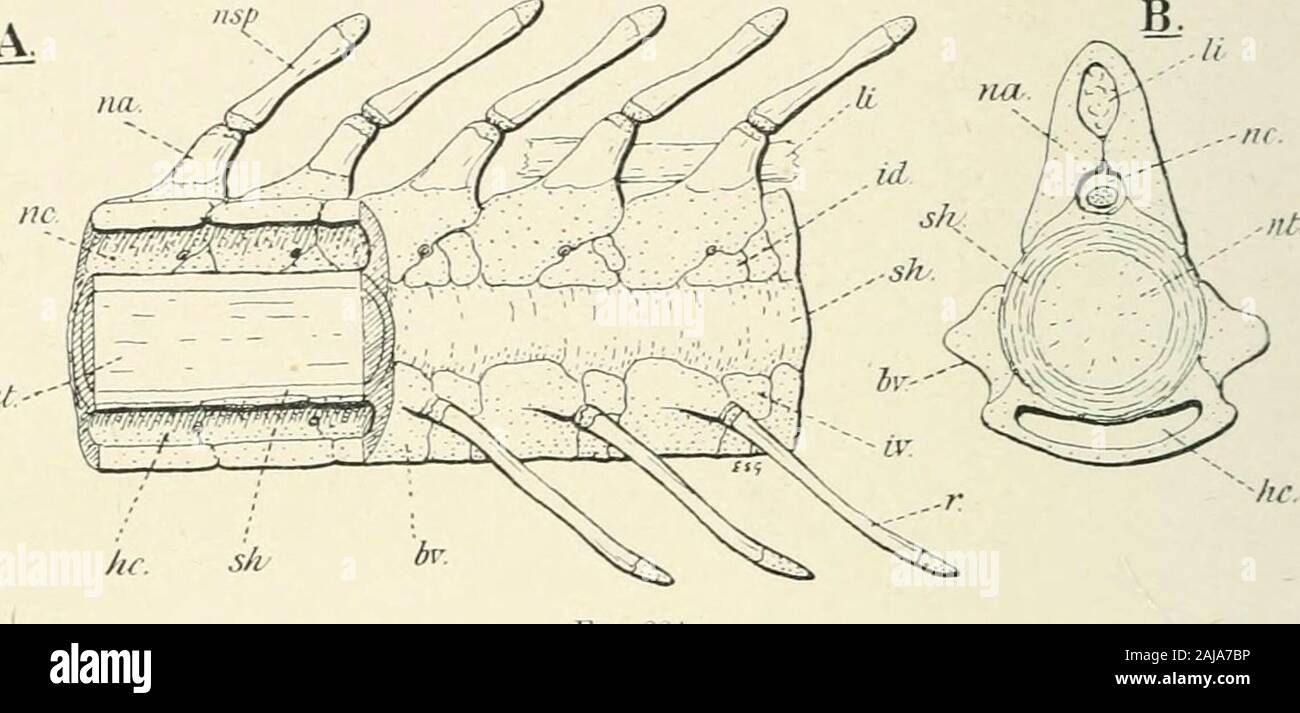 Notochord hi-res stock photography and images - Alamy