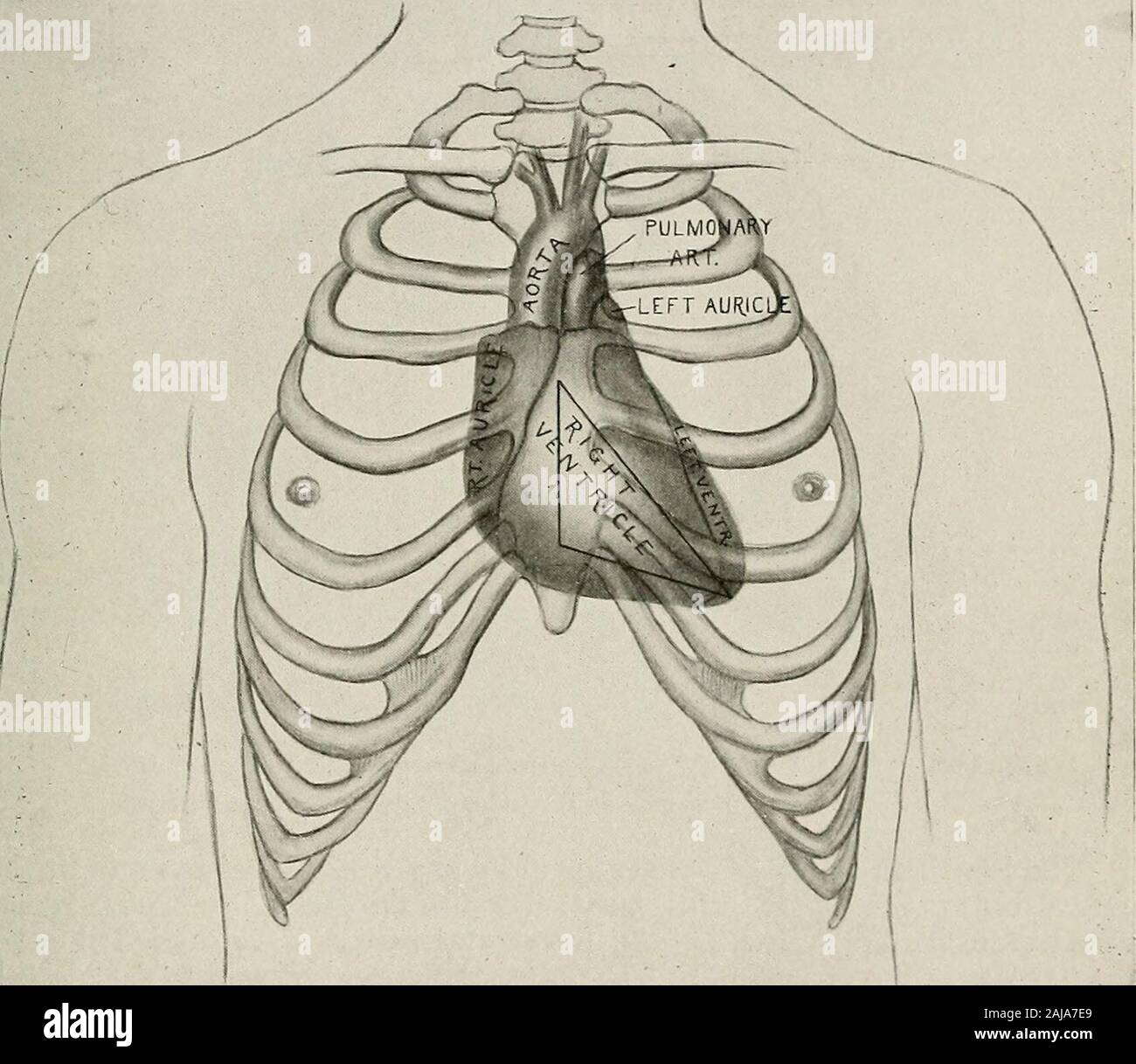 Costal cartilages hi-res stock photography and images - Alamy