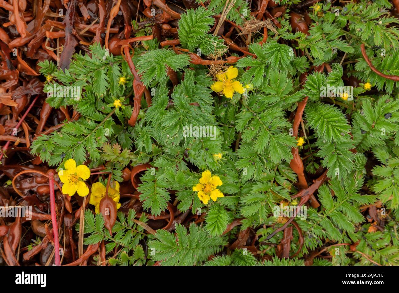 Silver runners hi-res stock photography and images - Alamy