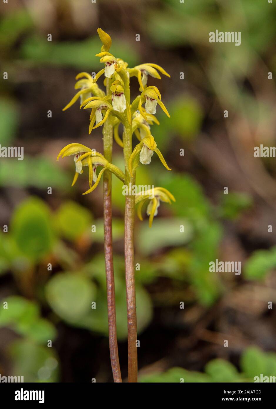 Corallorhiza orchidaceae hi-res stock photography and images - Alamy